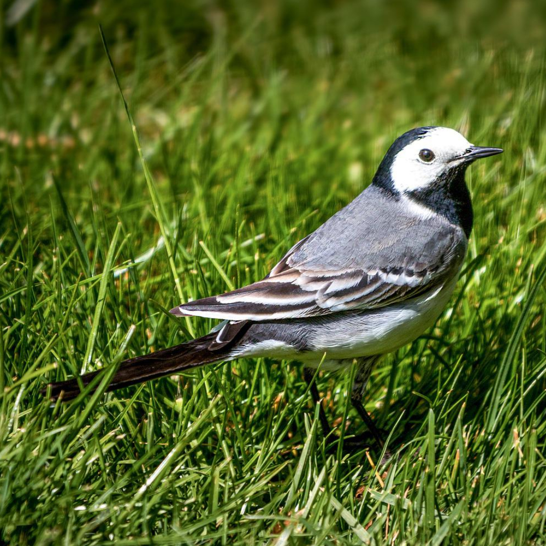 Pied wagtail (Motacilla alba)