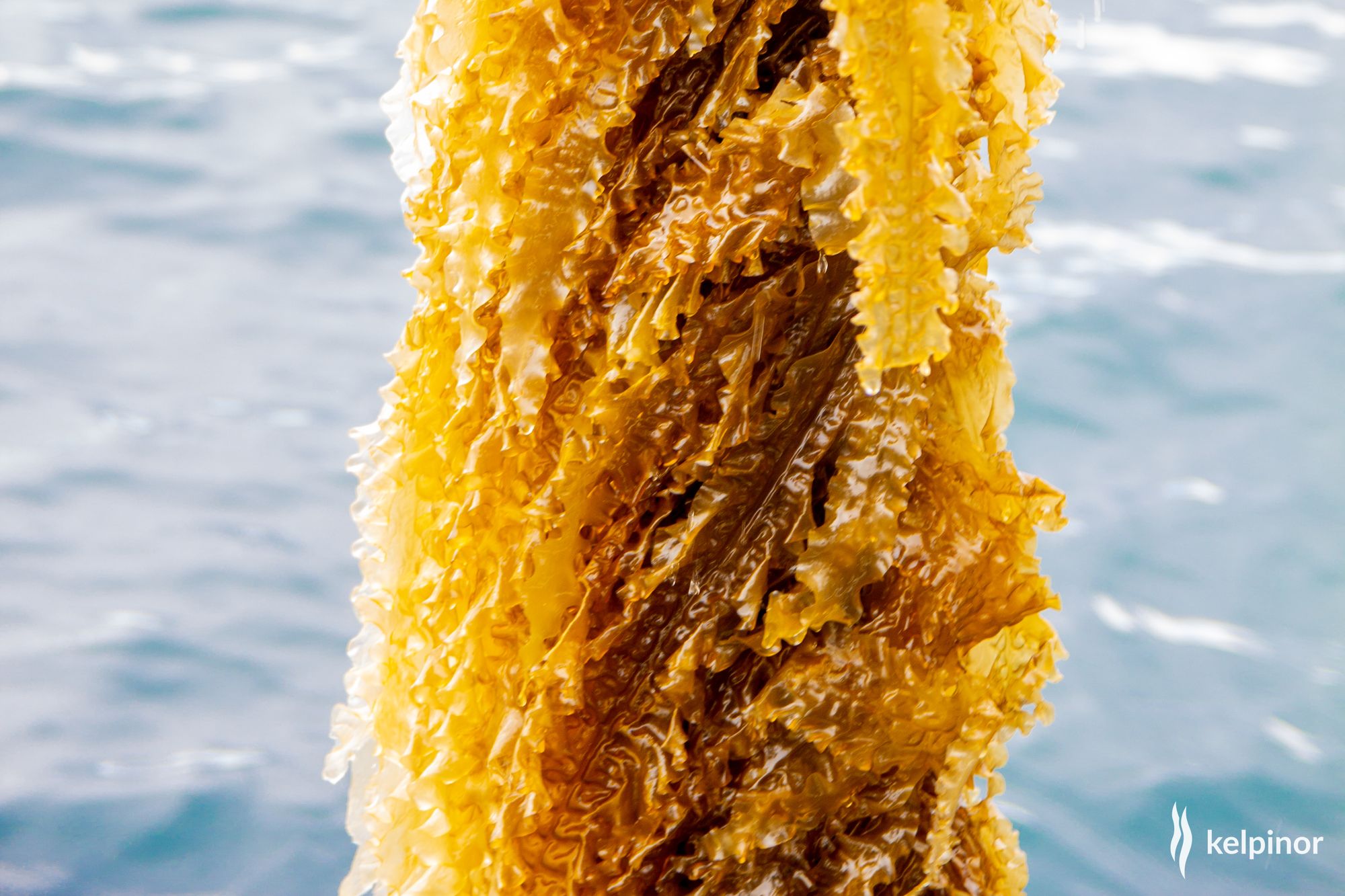 Kelpinor - Enabling the future through seaweed