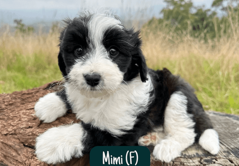 The Bordoodle Dog Breed: Everything you need to know