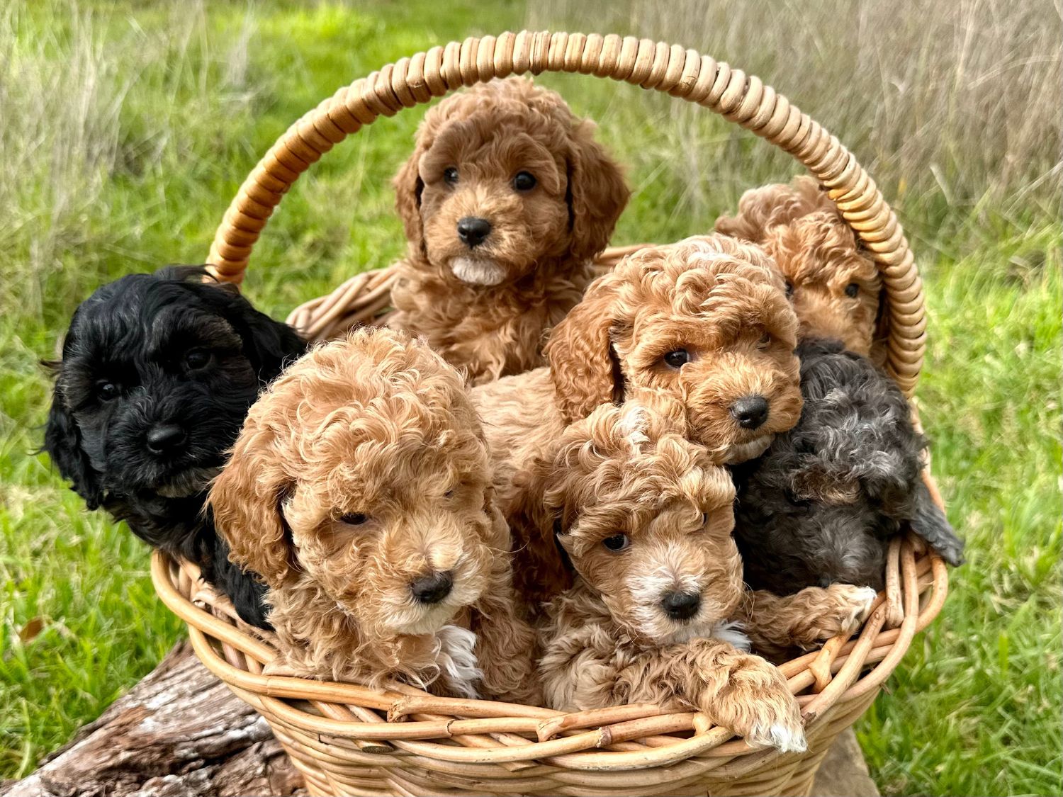Cavoodle Puppies for Sale