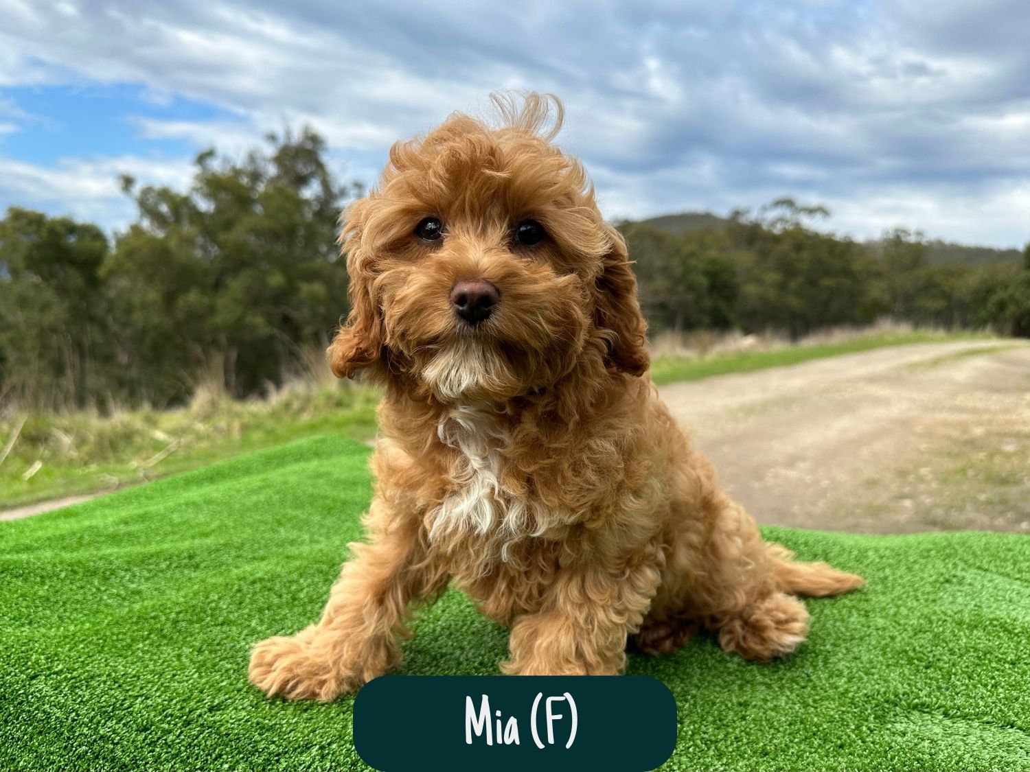 Cavoodle Puppies for Sale