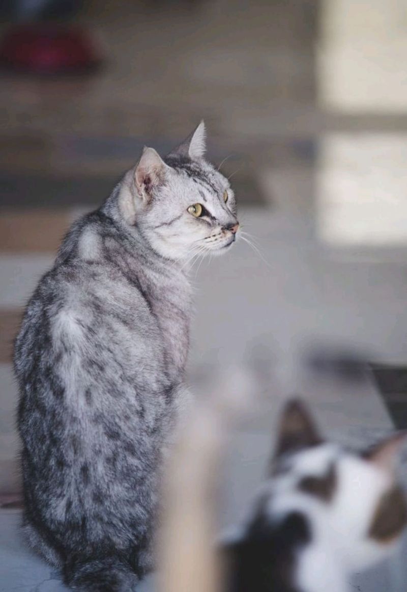 Bahrain Animal Rescue Centre