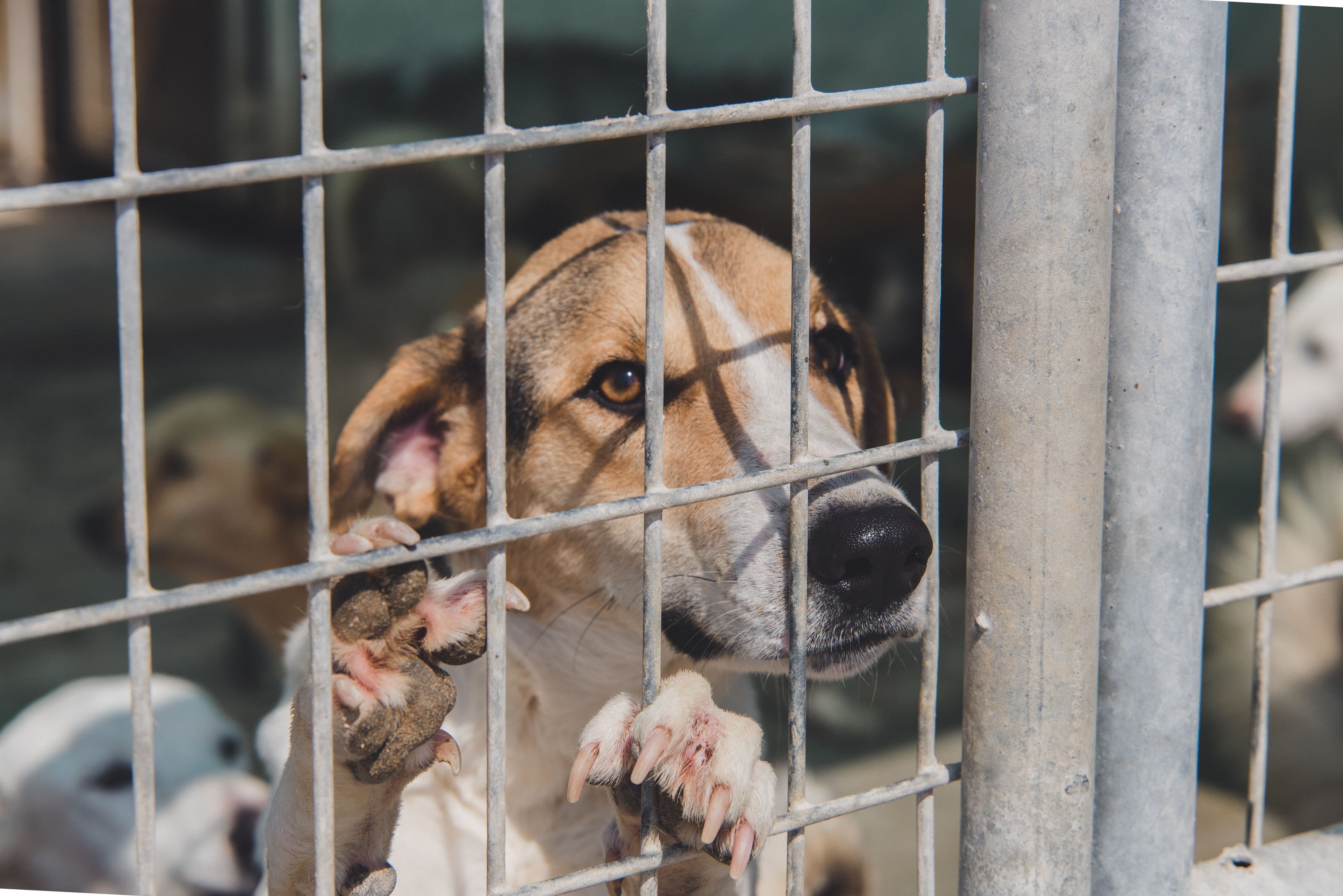 Adopt a Rescue Animal | BARC