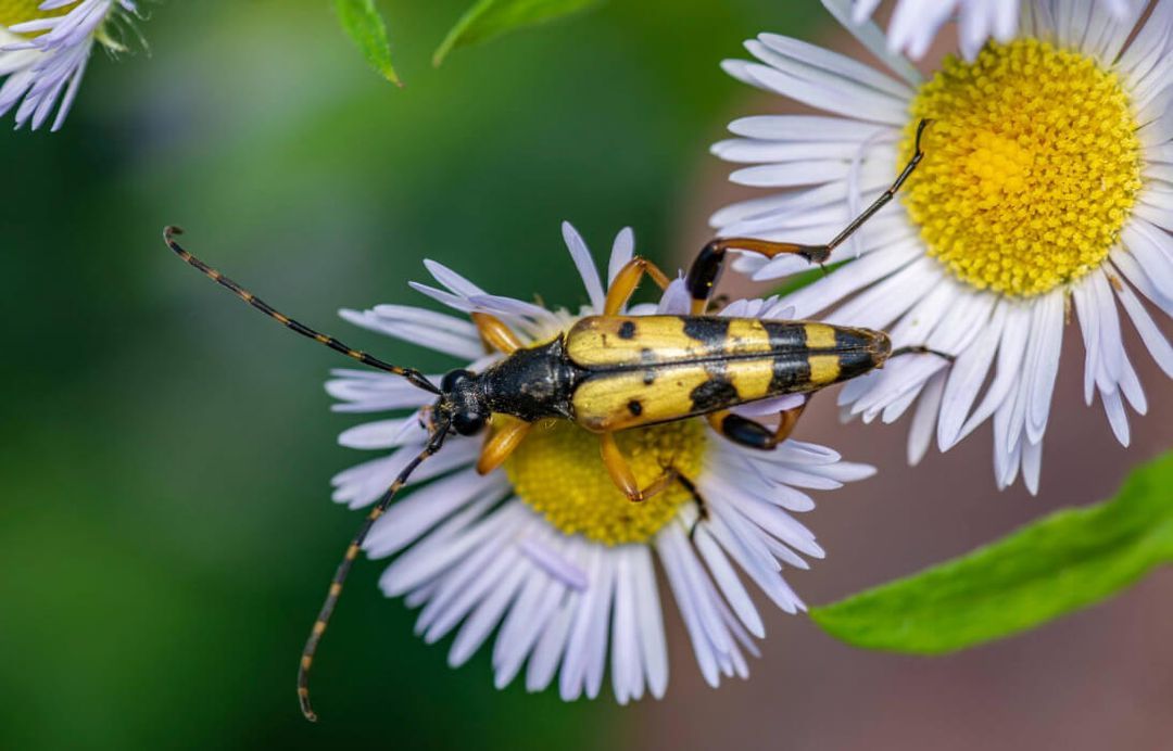 Insect diversity and their importance for nature