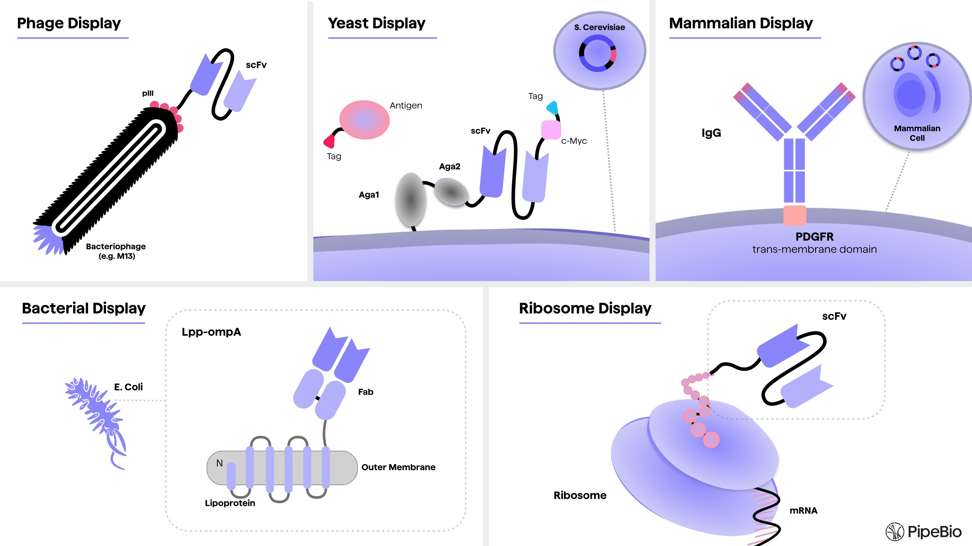In vitro display technologies in antibody discovery and engineering ...
