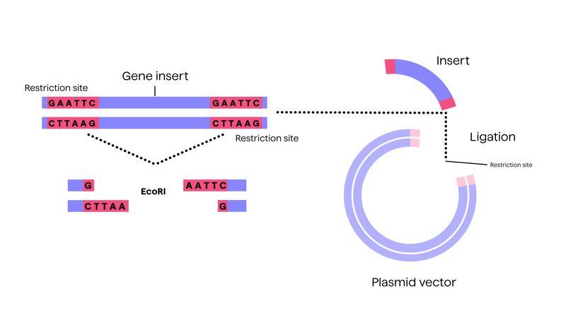 Cloning Techniques in Antibody Discovery and Engineering