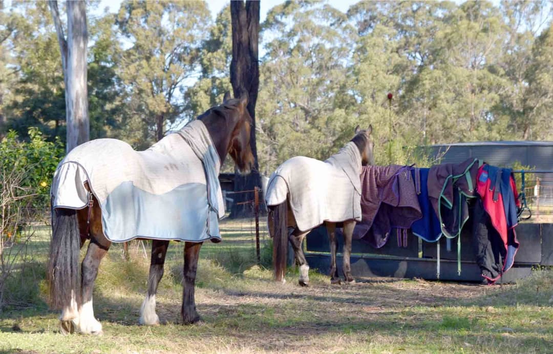 Horse Agistment and Accommodation Facilities in the Hunter Valley - HJ ...