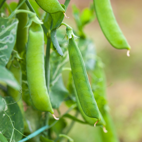 Searles | How to Grow Peas
