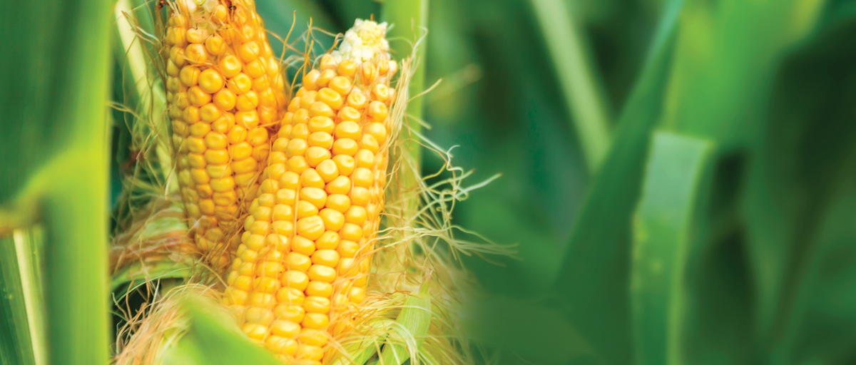 Searles | How to grow Sweet Corn