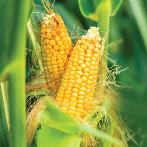 Searles | How to grow Sweet Corn