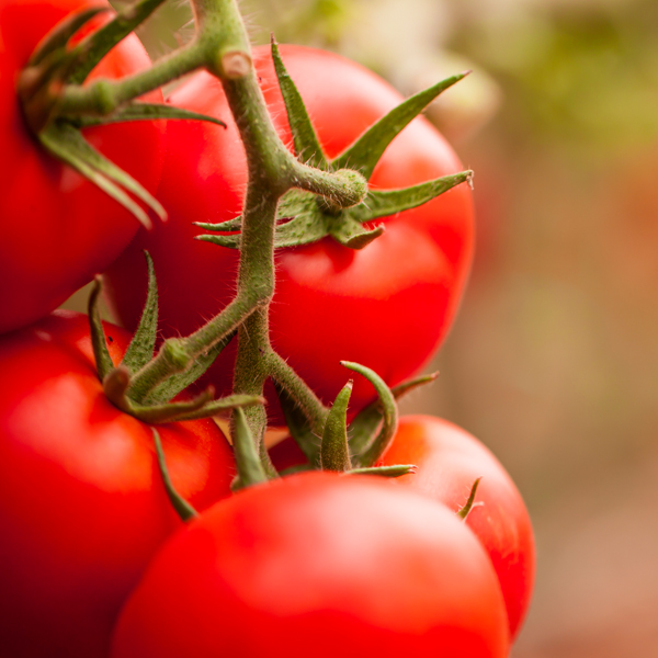 Searles | How to grow Tomatoes - Planting and care guide