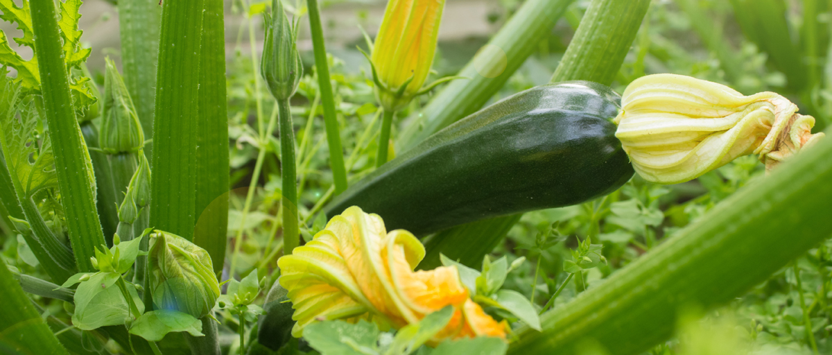 Searles | Planting and growing zucchini