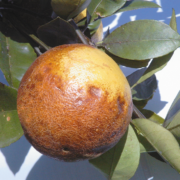Searles | Citrus pest and disease problems - solutions to citrus problems