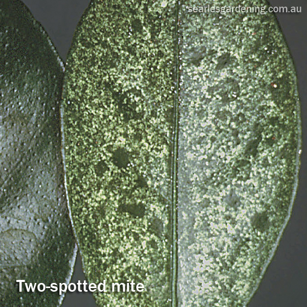 Searles | Citrus pest and disease problems - solutions to citrus problems