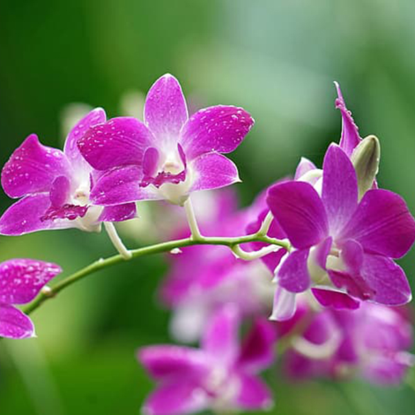 Searles | How to grow dendrobium orchids