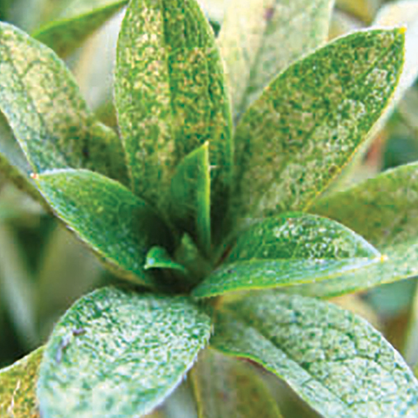 Searles | Control Azalea Lace Bug - Treatment