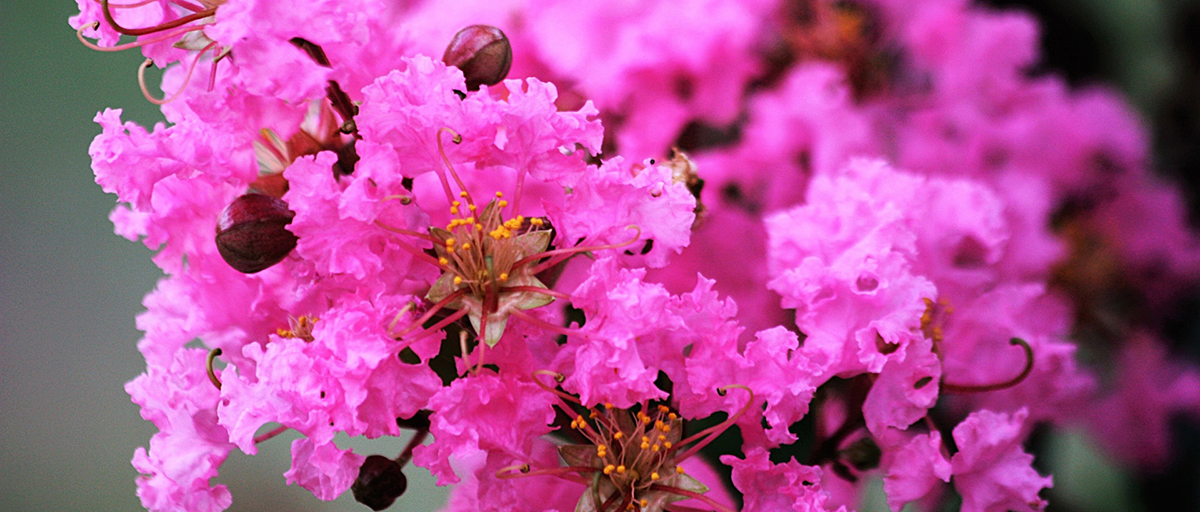 Searles | Growing crepe myrtles