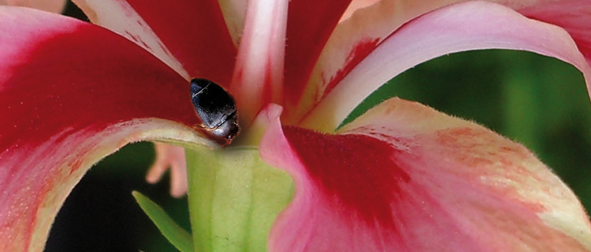 Searles | Control Hibiscus Flower Beetle - Treatment