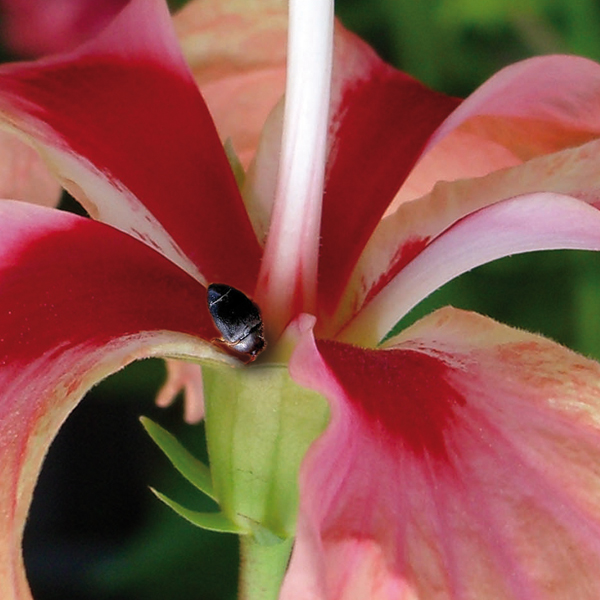 Searles | Control Hibiscus Flower Beetle - Treatment