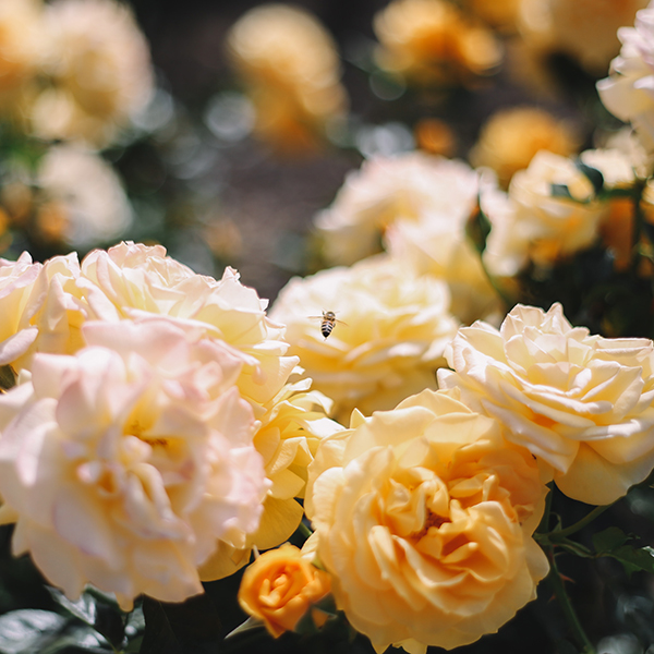 Searles | How to grow Roses