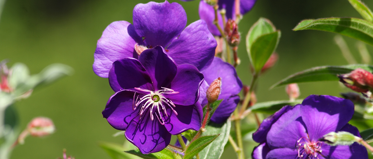 Searles | How to Grow tibouchinas