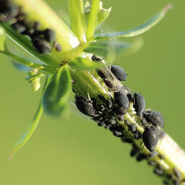 Searles | Control Aphids - Treatment