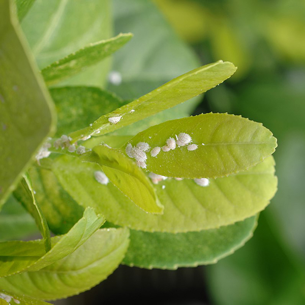 Searles | Control Mealy Bug - Treatment