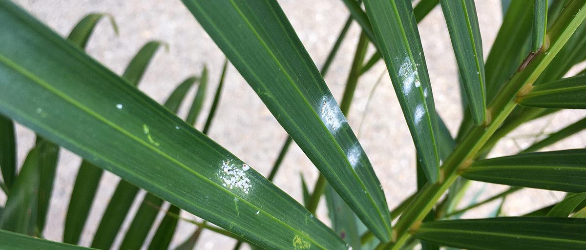 Searles | Control White Louse Scale - Treatment