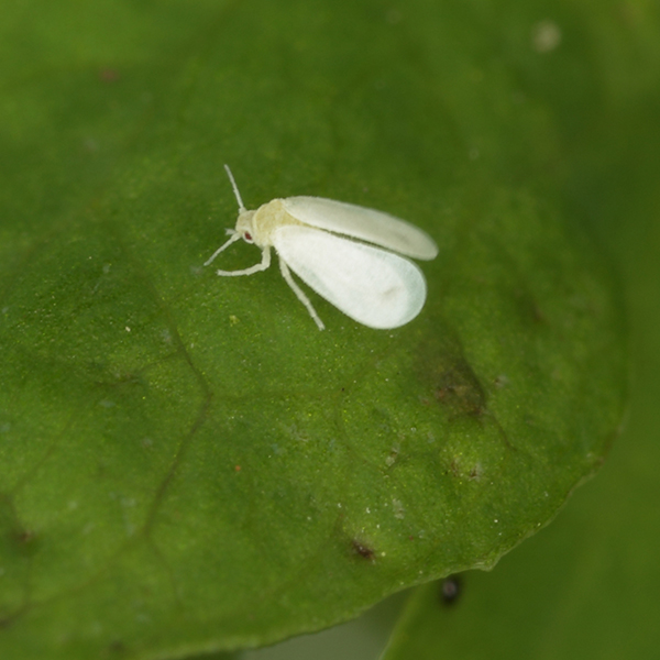 Searles | Control White Louse Scale - Treatment