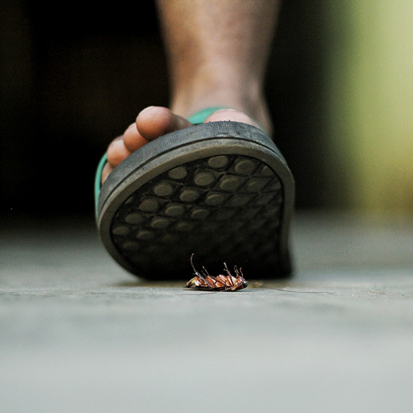 Searles | Ant, spider and cockroaches killer spray for inside & outside ...