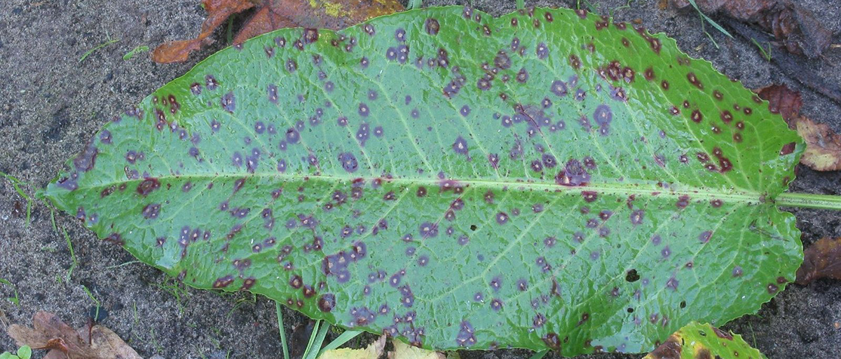 Searles | Control Target Spot on plants and vegetables