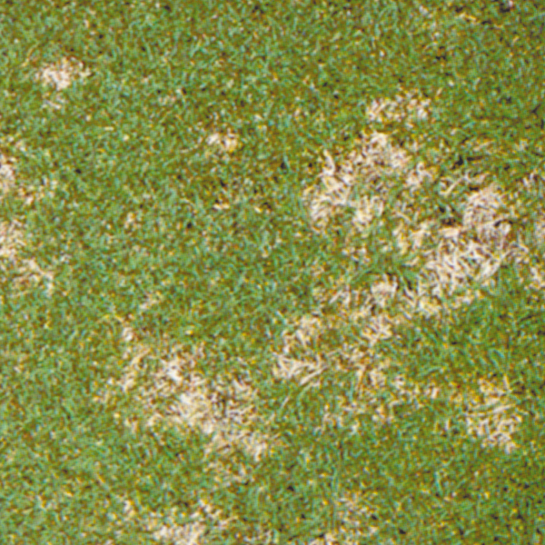 Searles | Control Dollar Spot in lawns