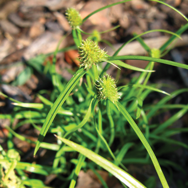 Searles | Control Mullumbimby Couch - Treatment