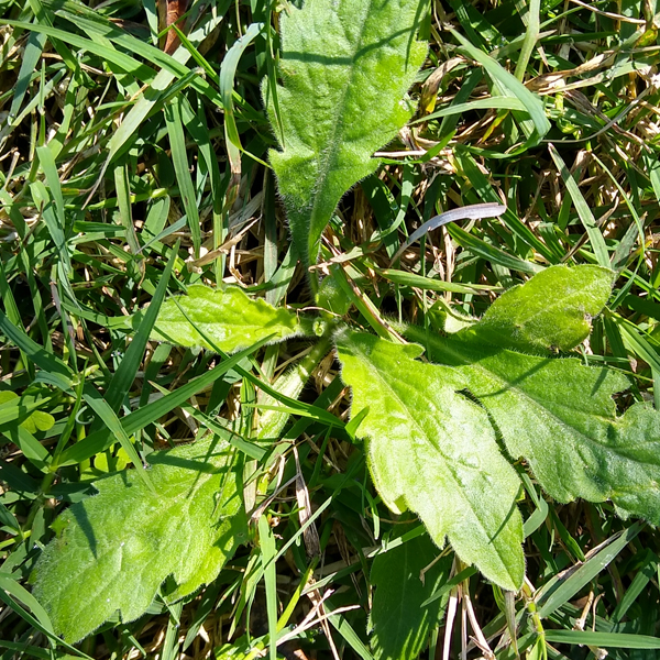Searles | Control Fleabane - Treatment