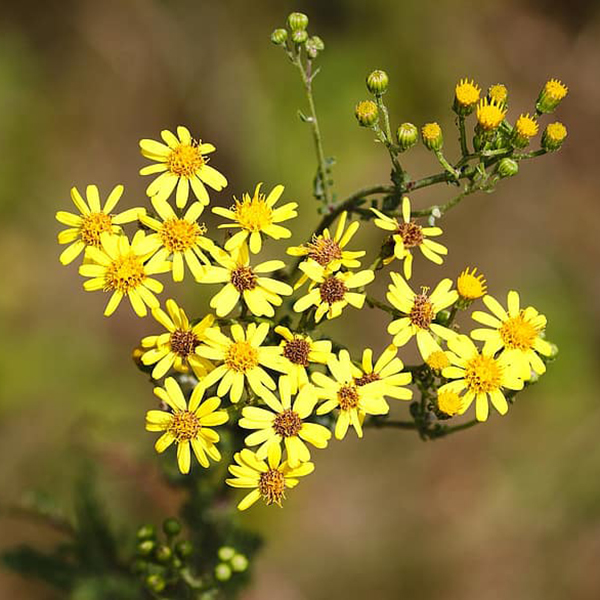 Searles | Control Groundsel - Treatment