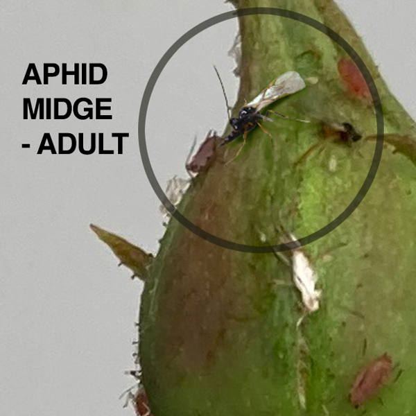 Searles | Control Mealy Bug - Treatment