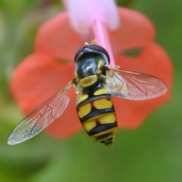 Searles | Beneficial insect - Hoverfly