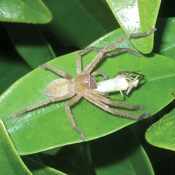 Searles | Beneficial insect - Spiders