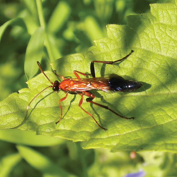 Searles | Beneficial insect - Wasps