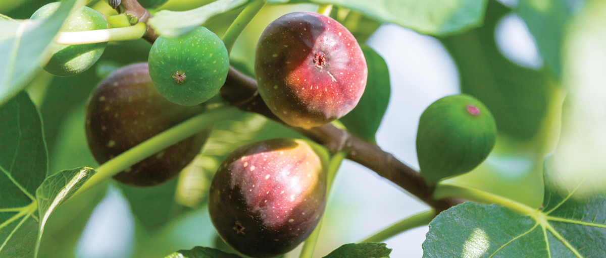 Searles | How to grow and plant fig trees