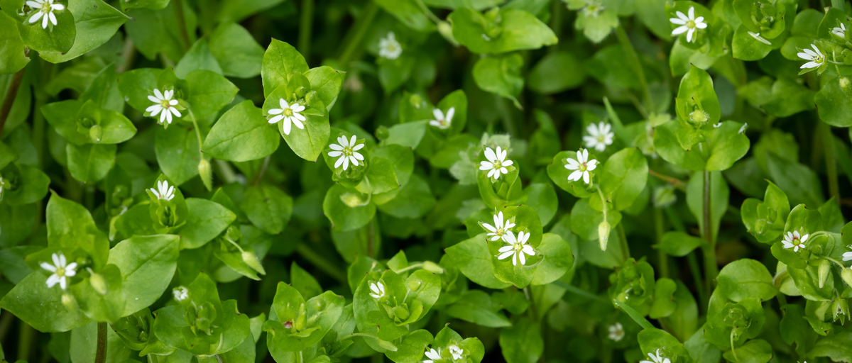 Searles | Control Chickweed - Treatment