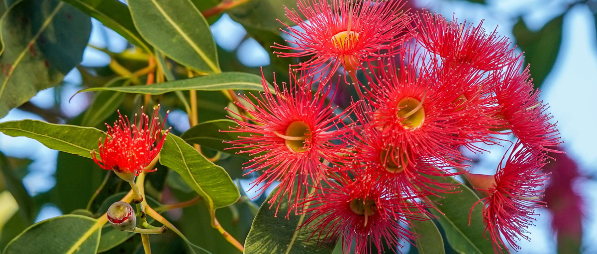 Searles | Corymbias - Australian Natives