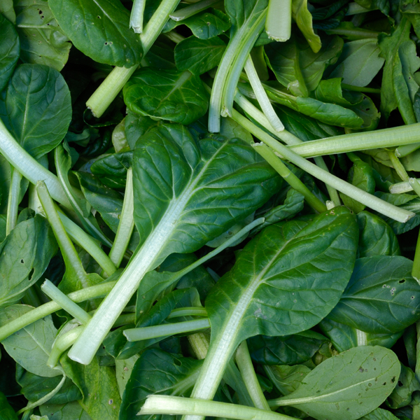 Searles | Asian Greens