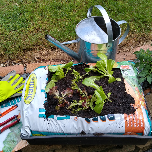 Searles | Vegetables in a soil bag