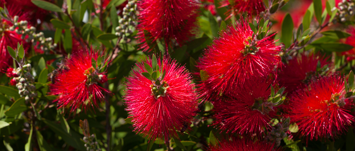 Searles | Growing callistemons in Australia