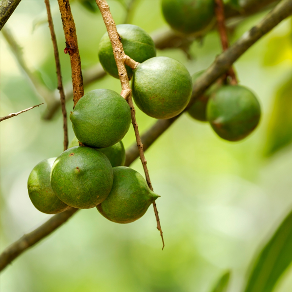 Searles | Growing Macadamia in Australia