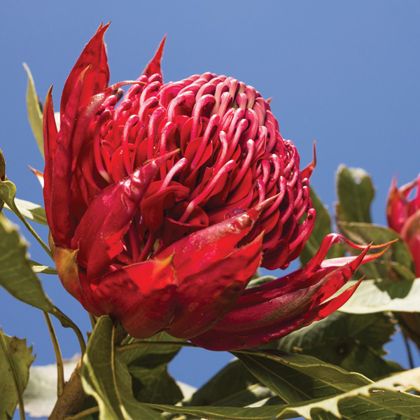 Searles | Growing Waratah (Telopea)