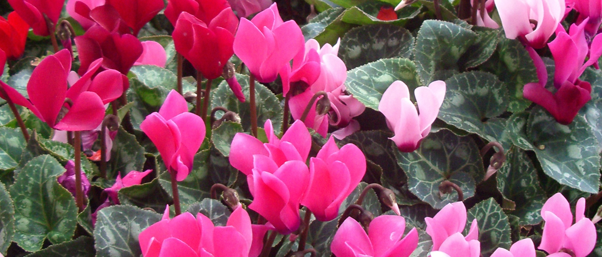 Searles | Growing Cyclamens