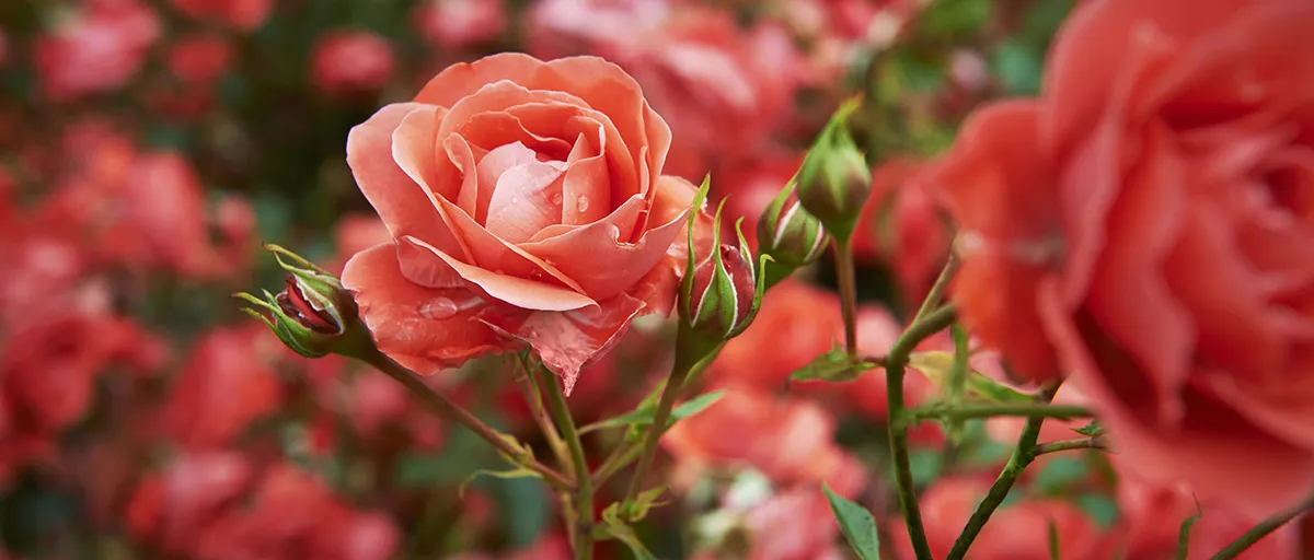 Searles | Summer rose care