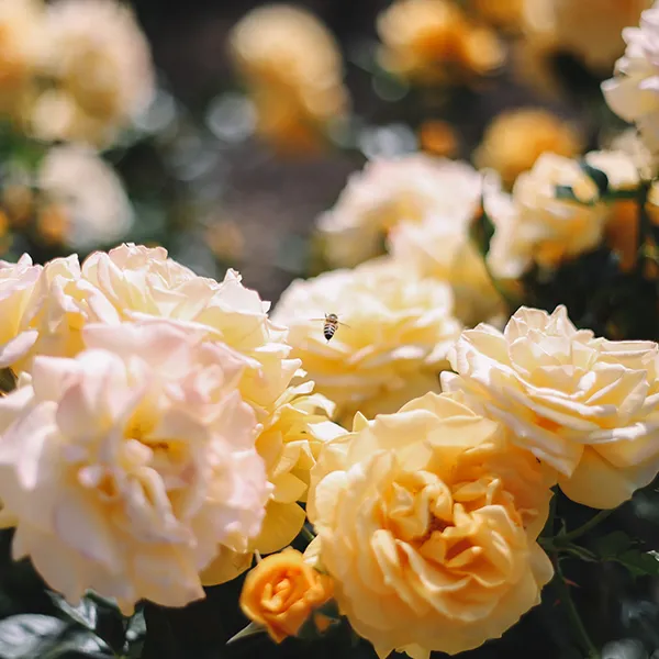 Searles | Summer rose care